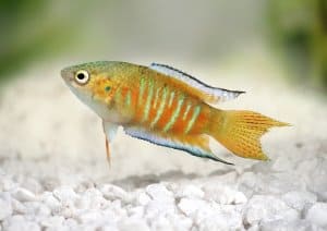 Paradise Fish Care Guide & Species Profile | Fishkeeping World