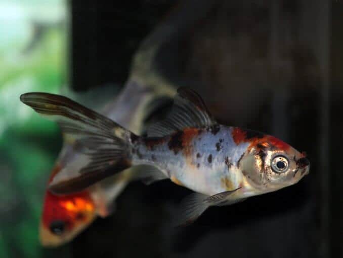 Common Goldfish Care & Species Profile | Fishkeeping World