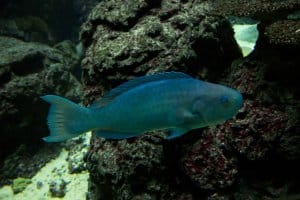 The Most Beautiful Parrotfish Species and 7 Amazing Facts About Them ...