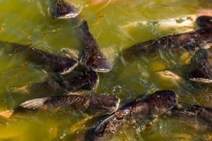 Iridescent Shark Care Guide & Species Profile | Fishkeeping World