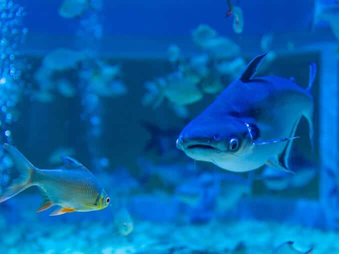 Red Tail Shark: Expert Care Guide For Aquarists | Fishkeeping World