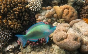The Most Beautiful Parrotfish Species and 7 Amazing Facts About Them ...