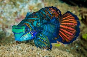 15 Most Beautiful Fish in the World (You Can Keep In Your Aquarium ...