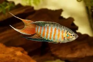 18 Most Beautiful Gourami Fish and How to Care for Them | Fishkeeping World