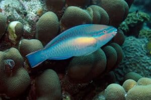 The Most Beautiful Parrotfish Species and 7 Amazing Facts About Them ...