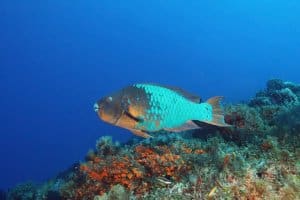 The Most Beautiful Parrotfish Species and 7 Amazing Facts About Them ...