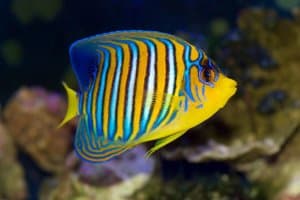 15 Most Beautiful Fish in the World (You Can Keep In Your Aquarium ...