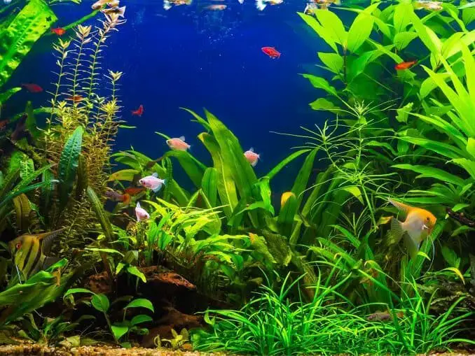 Water Sprite Plant: The Complete Care Guide | Fishkeeping World
