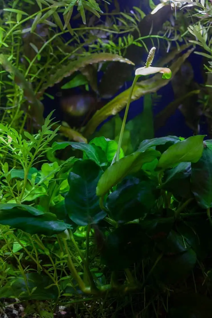 Anubias Nana: The Full Guide To Caring, Planting and Propagation ...