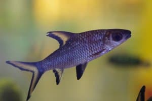 Bala Shark (Silver Shark) Size, Tank, Food, Lifespan & More ...