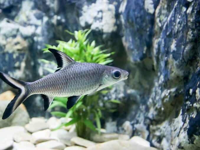 Red Tail Shark: Expert Care Guide For Aquarists | Fishkeeping World