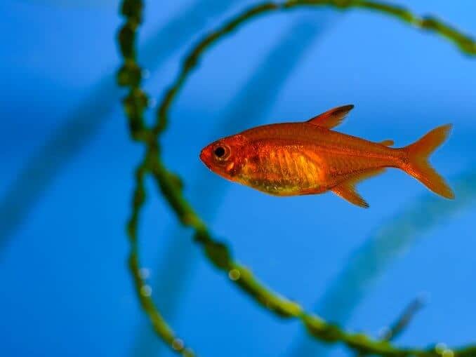 Pristella Tetra Care & Species Profile | Fishkeeping World