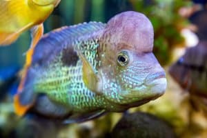 Green Terror Cichlid Care Gide & Species Profile | Fishkeeping World