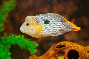 Green Terror Cichlid Care Gide & Species Profile | Fishkeeping World