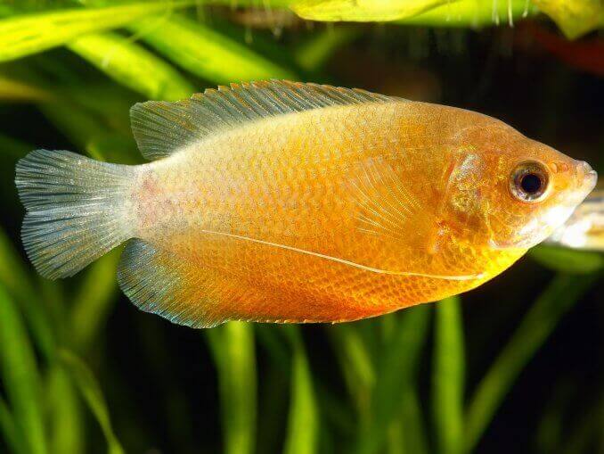 Opaline Gourami Care & Species Profile | Fishkeeping World