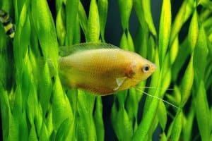 Honey Gourami: All You Need To Know About Sunset Honey Gouramis ...