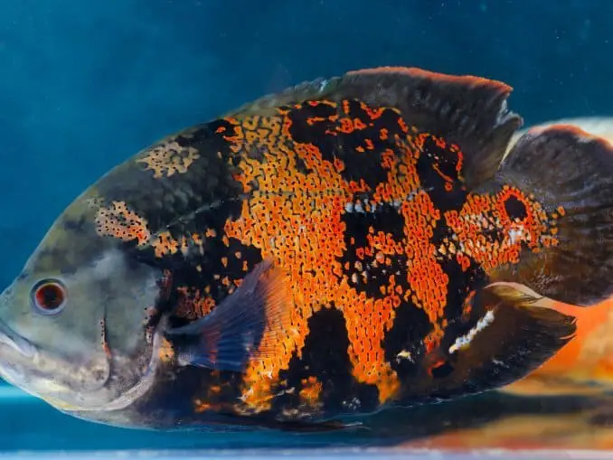 Red Devil Fish Care [Red Devil Cichlid] | Fishkeeping World
