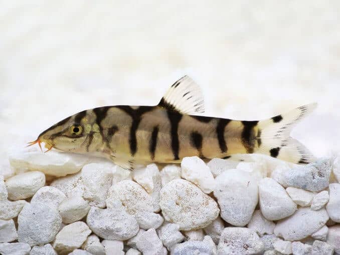 Dojo Loach Care Guide & Species Profile | Fishkeeping World