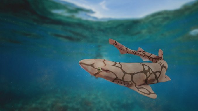 Cat Shark: The Definitive Care Guide (Species & Tank Setups ...