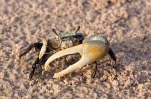 Fiddler Crab Care Guide, Tank & Habitat Profile | Fishkeeping World