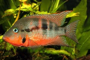Firemouth Cichlid Care Guide & Species Profile | Fishkeeping World