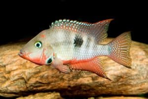Firemouth Cichlid Care Guide & Species Profile | Fishkeeping World