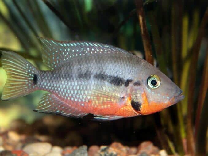 Red Devil Fish Care [Red Devil Cichlid] | Fishkeeping World