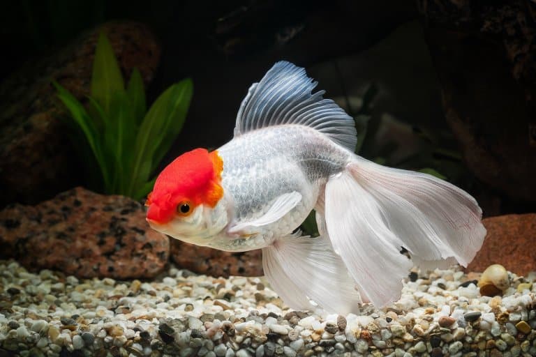 Oranda Goldfish Care Guide & Species Profile | Fishkeeping World