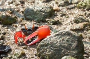 Fiddler Crab Care Guide, Tank & Habitat Profile | Fishkeeping World
