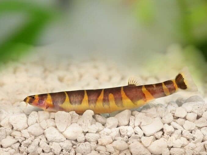 Dojo Loach Care Guide & Species Profile | Fishkeeping World