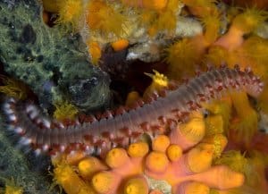 Bristle Worms [Good or Bad for Your Tank?] | Fishkeeping World