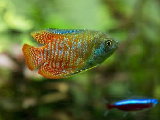 Opaline Gourami Care & Species Profile | Fishkeeping World
