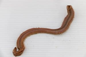 Bristle Worms [Good or Bad for Your Tank?] | Fishkeeping World