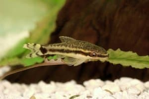 Otocinclus Care Guide & Species Profile | Fishkeeping World