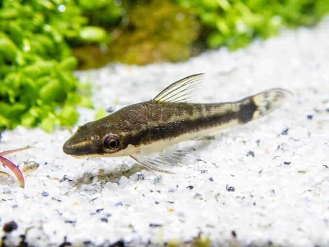 The Complete Guide to Gulper Catfish Care | Fishkeeping World