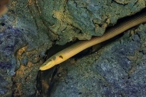 The Complete Care Guide For Rope Fish | Fishkeeping World