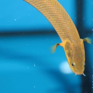 The Complete Care Guide For Rope Fish | Fishkeeping World