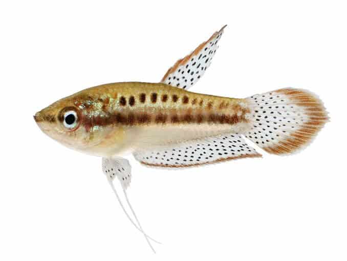 Opaline Gourami Care & Species Profile | Fishkeeping World