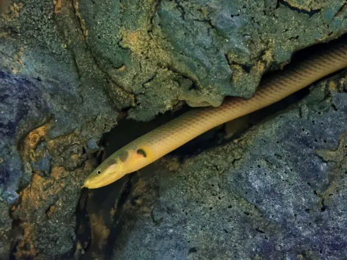 Bichir Complete Care Guide: Varieties, Tank Mates and More ...