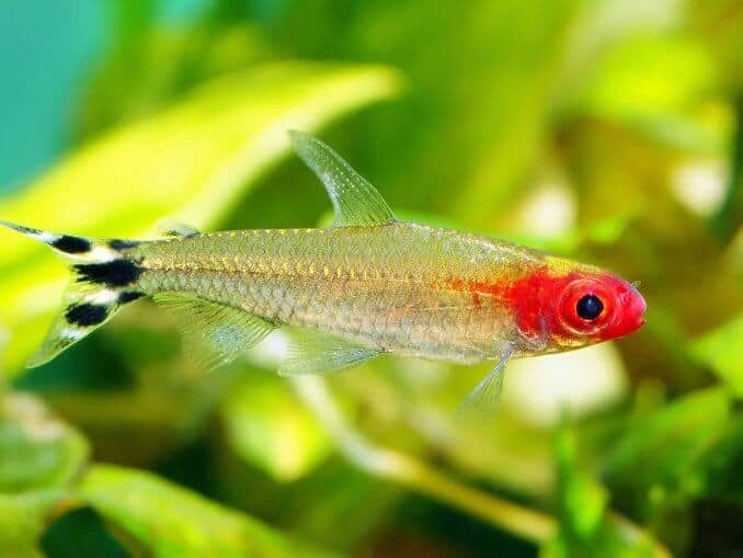 Pristella Tetra Care & Species Profile | Fishkeeping World