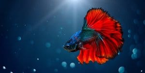 Best Betta Fish Food: Full Guide To Selecting & Feeding