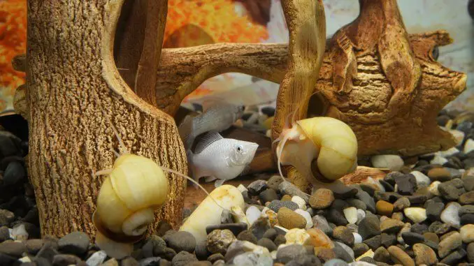 How Long Do Snails Sleep? It’s Not What You Thought | Fishkeeping World