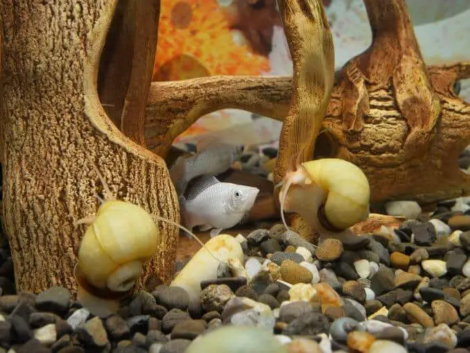 Assassin Snail: Care, Breeding, Size, Diet & More | Fishkeeping World