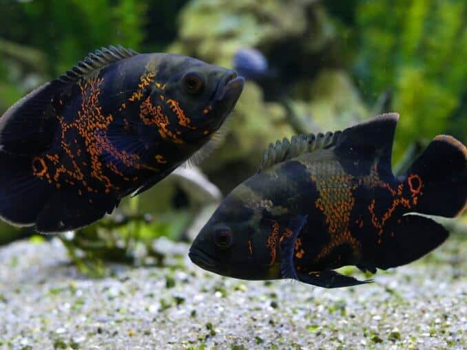 Severum Cichlid Care Guide & Species Profile | Fishkeeping World
