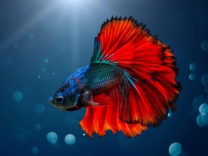 Betta Fish Guide: Care, Size, Tank Mates, Aggression & Lifespan