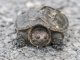 Baby Snapping Turtle Care Guide & Species Profile | Fishkeeping World