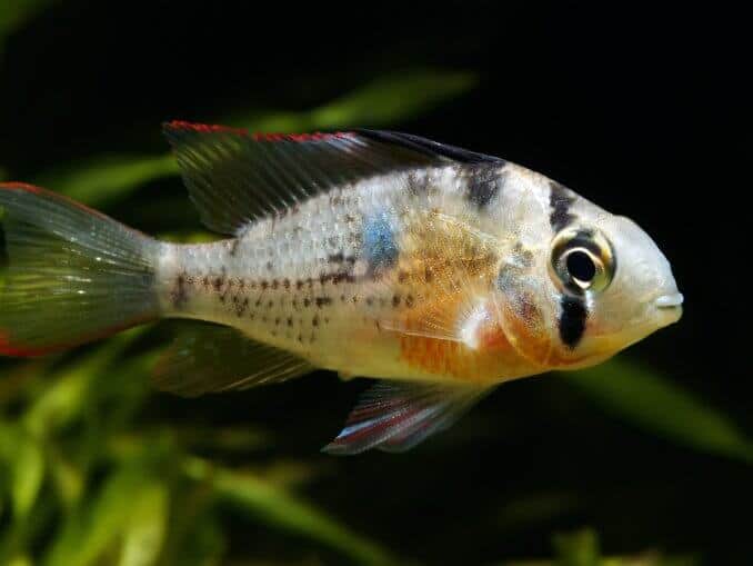 Pink Convict Cichlid Care Guide & Species Profile | Fishkeeping World