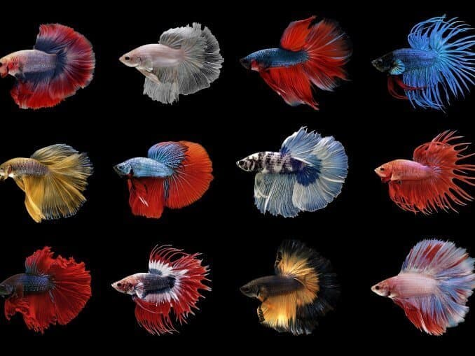 50 Betta Fish Tank Mates: Compatibility List | Fishkeeping World