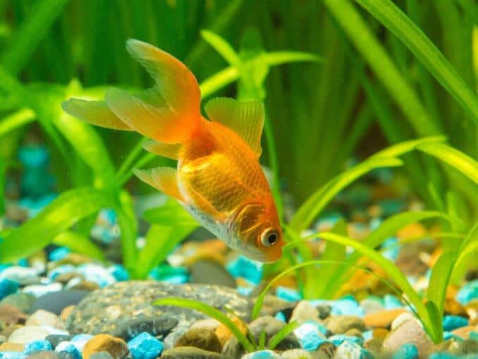 Goldfish Tanks (Setting Up, Sizes, & Tank Mates) | Fishkeeping World