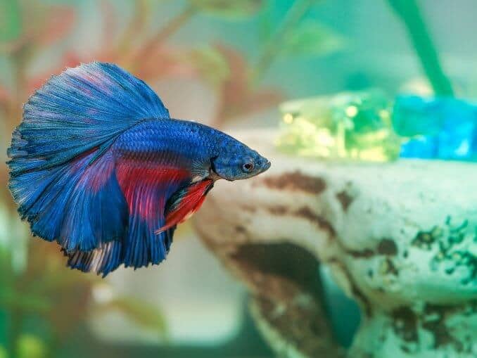 The Complete Alien Betta Care Guide | Fishkeeping World